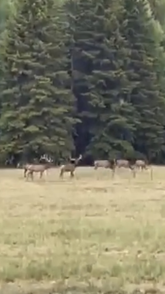 American Elk from Apache National Forest, Greer, AZ, US on July 01 ...