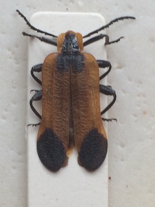 Netwing Beetles from Distretto di Kongwa, Tanzania on December 26, 1997 ...