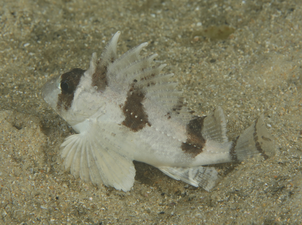 Eastern Fortescue (Fishes of Chowder Bay, Sydney, Australia) · iNaturalist