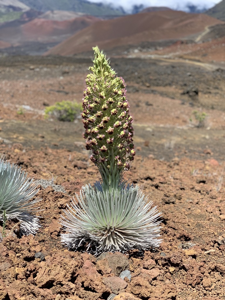 tarweeds, silverswords, and allies (Madieae) - Botanical Realm