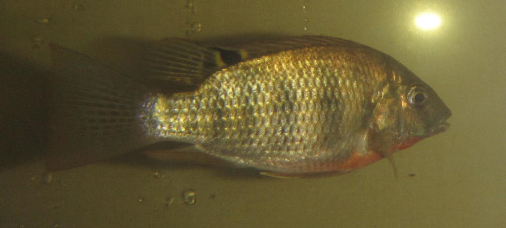 (Coptodon) - Marine Life Identification