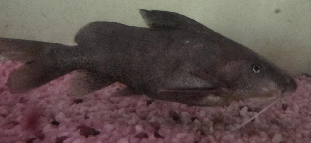 brown squeaker from Phongolo River Camp: Phongolo River about 15 km ...