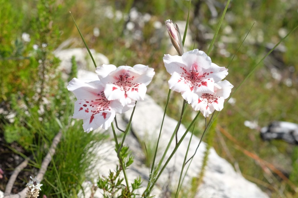 Gladiolus variegatus from Sandhoogte, Overberg District Municipality ...