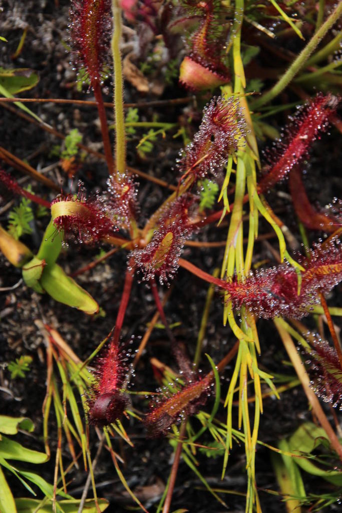 Cape Sundew from Silvermine east below duck pond: Silvermine east ...