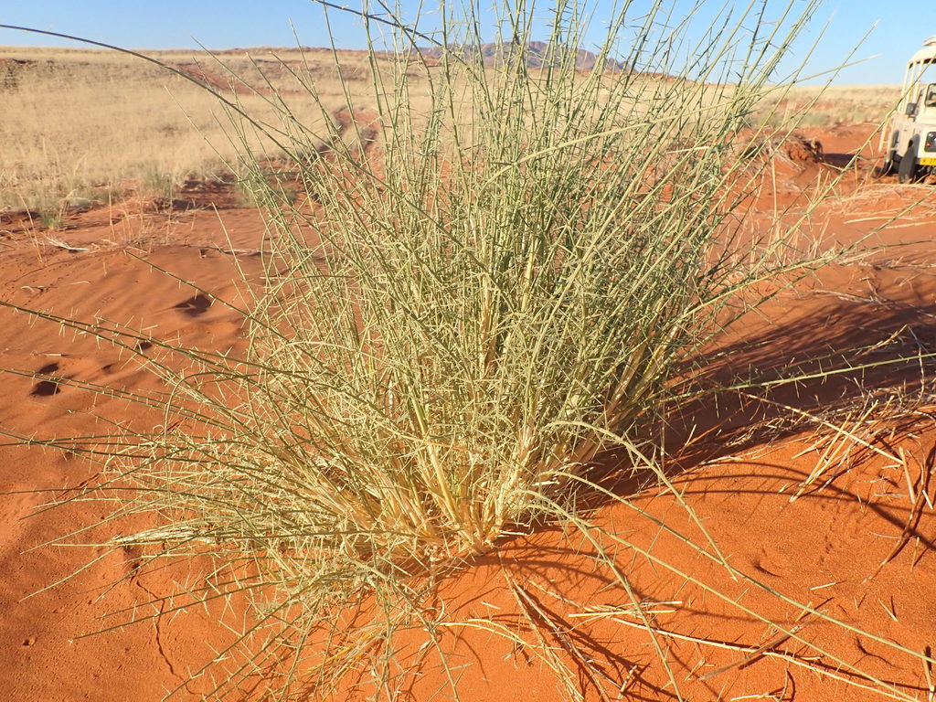 Spiny Love Grass from Wolwedans, Namib Rand, Hardap Region, Namibia on ...