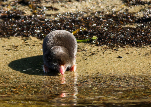 Genus Parascalops · iNaturalist United Kingdom