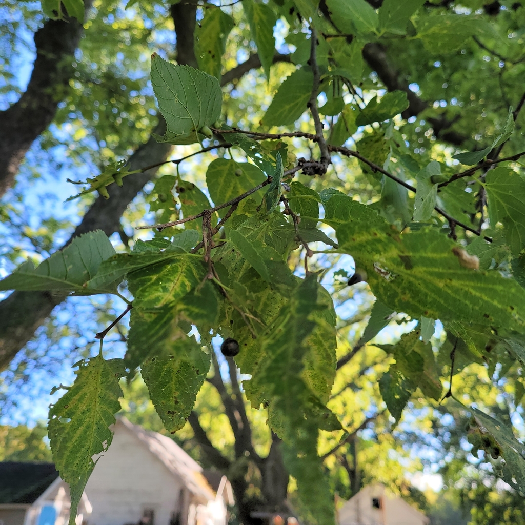 common hackberry from Tunsberg Township, MN, USA on September 17, 2021 ...