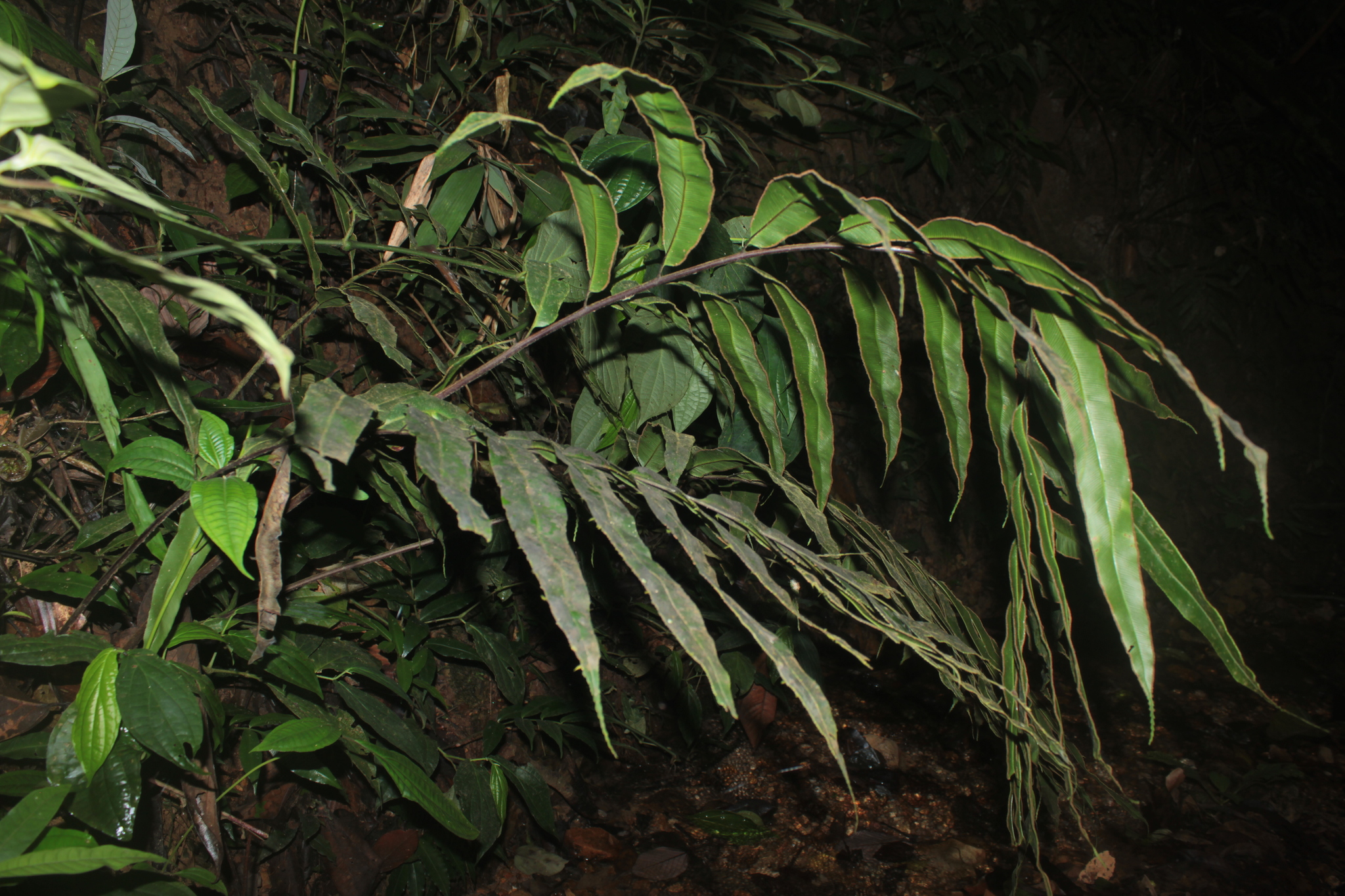 Saccolomataceae
