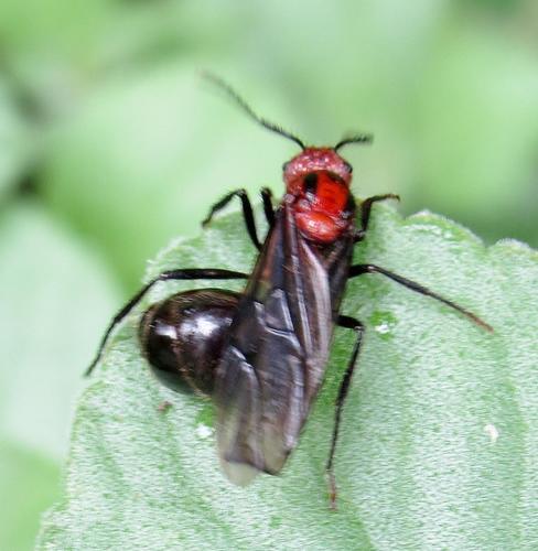 Carebara junodi · iNaturalist