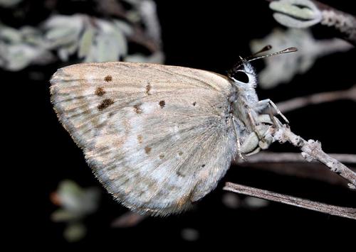 Genus Orachrysops · iNaturalist United Kingdom