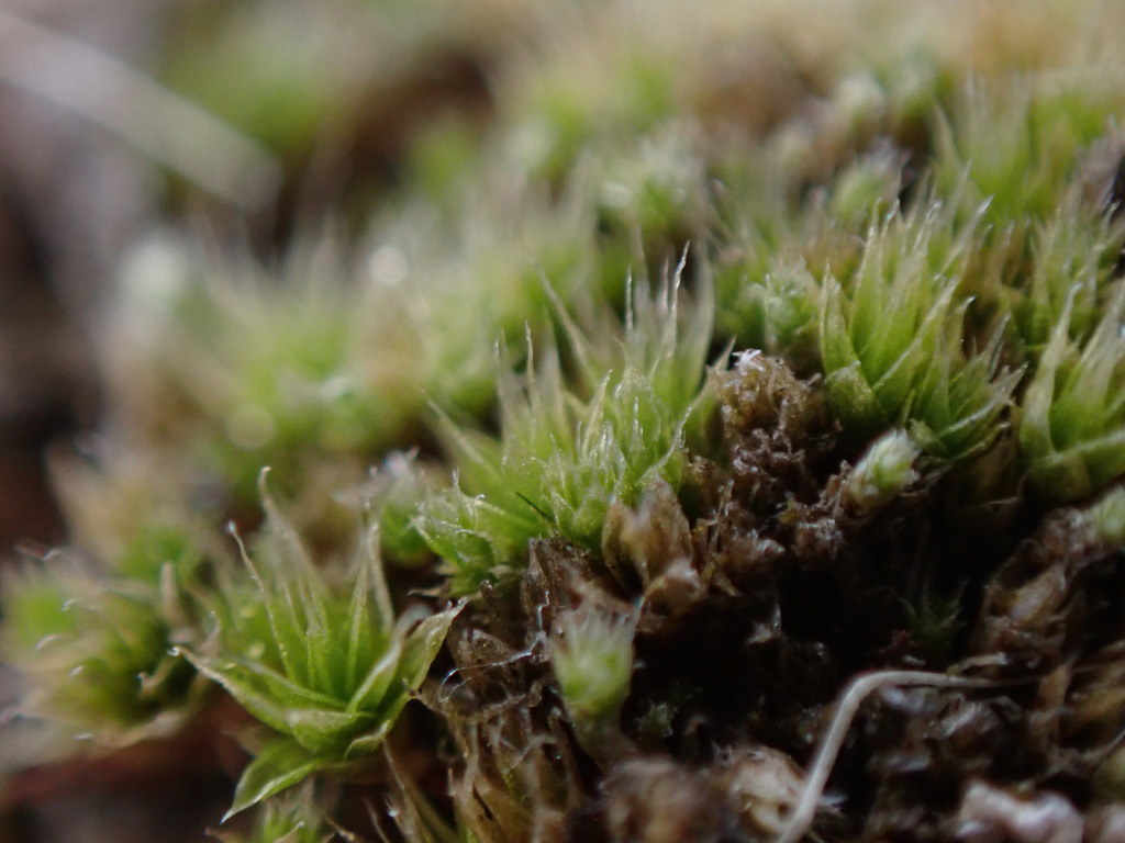 Tufted Thread-moss from Okanagan-Similkameen, British Columbia, Canada ...