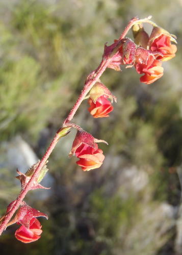 Hermannia flammea (Hermannias - Southern Cape) · iNaturalist