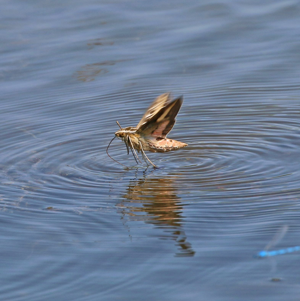 White-lined Sphinx from Canoa Ranch, AZ, USA on September 16, 2021 at ...