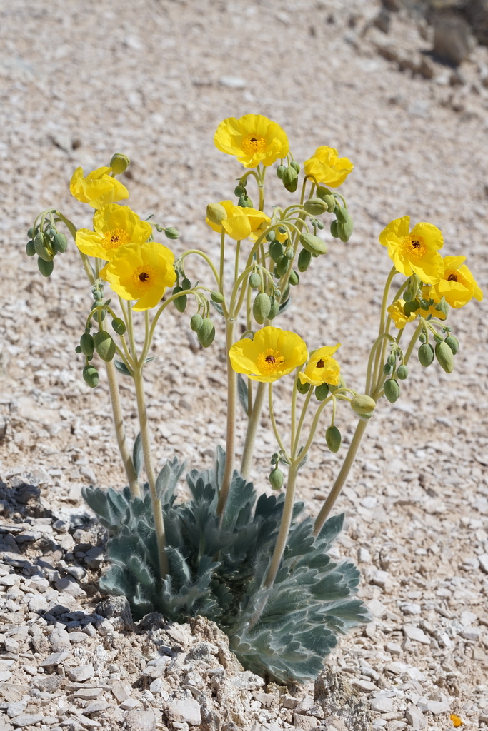 Las Vegas Bearpoppy in March 2021 by Matt Reala · iNaturalist