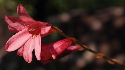 Subspecies Tritonia disticha rubrolucens · iNaturalist United Kingdom