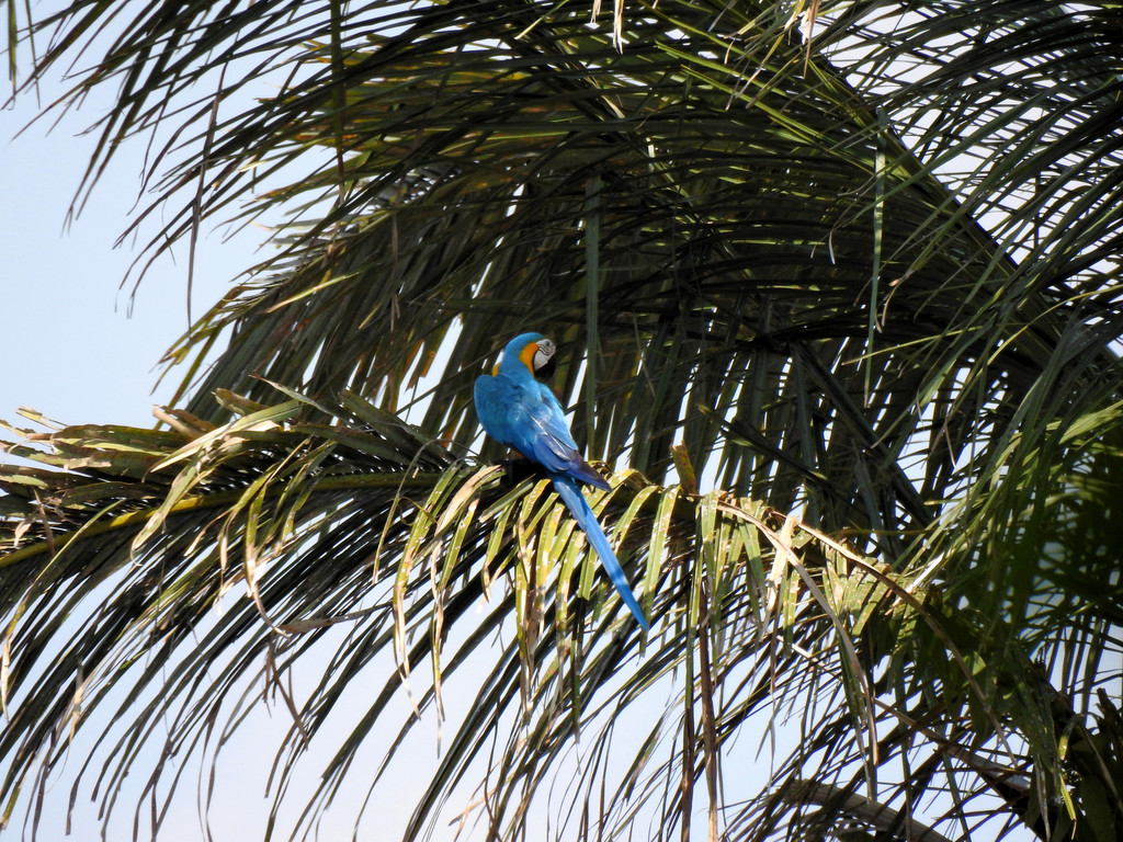 Blue-and-yellow Macaw in September 2021 by Naturalist Tours · iNaturalist