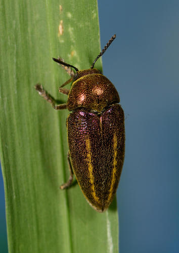 Small Torpedo Beetle (Subspecies Neojulodis vittipennis vittipennis ...