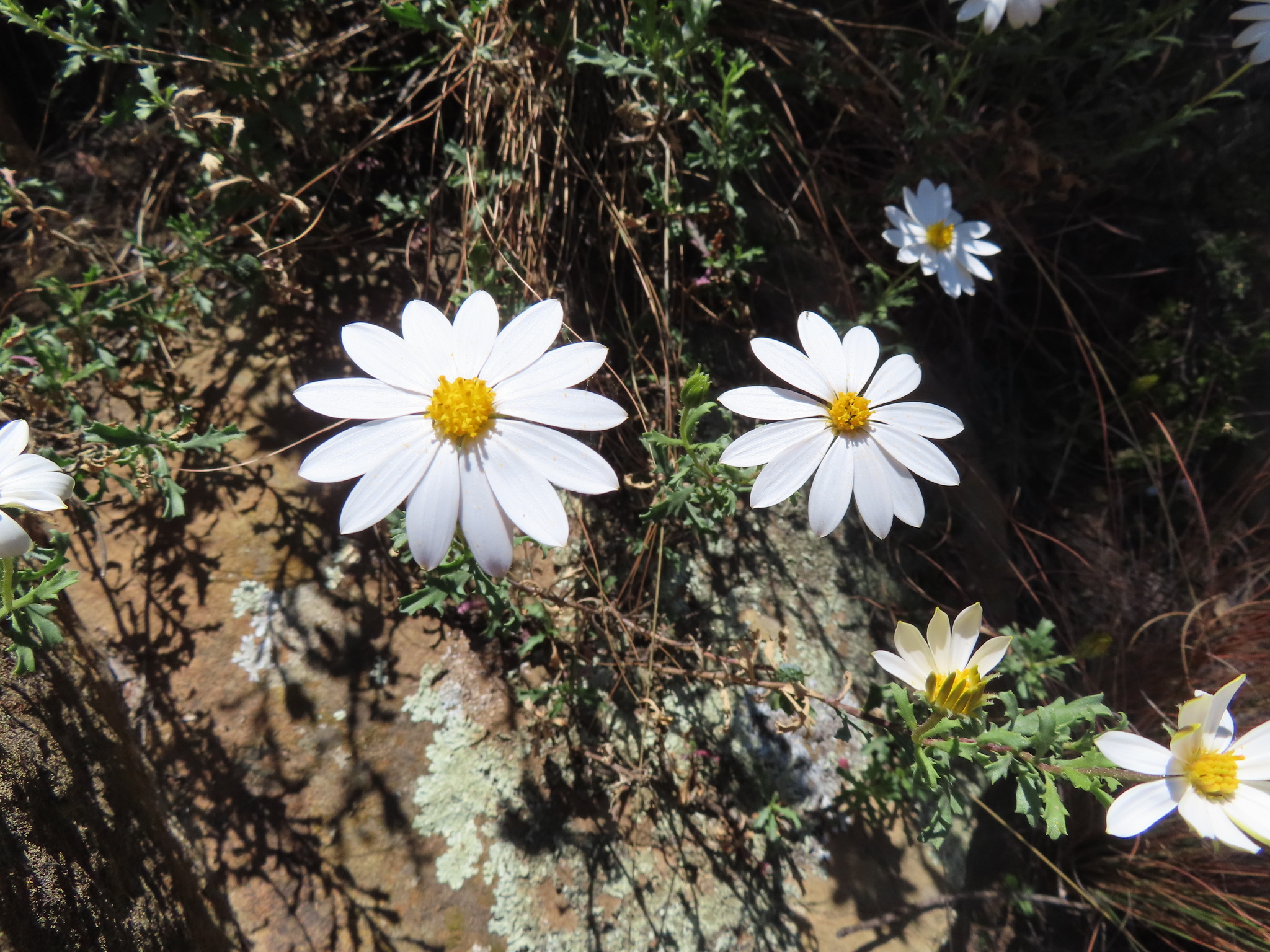 Dimorphotheca cuneata (Thunb.) DC.