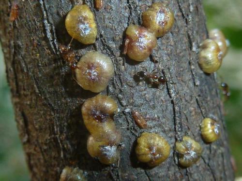 Familia Kerriidae · iNaturalist Panamá