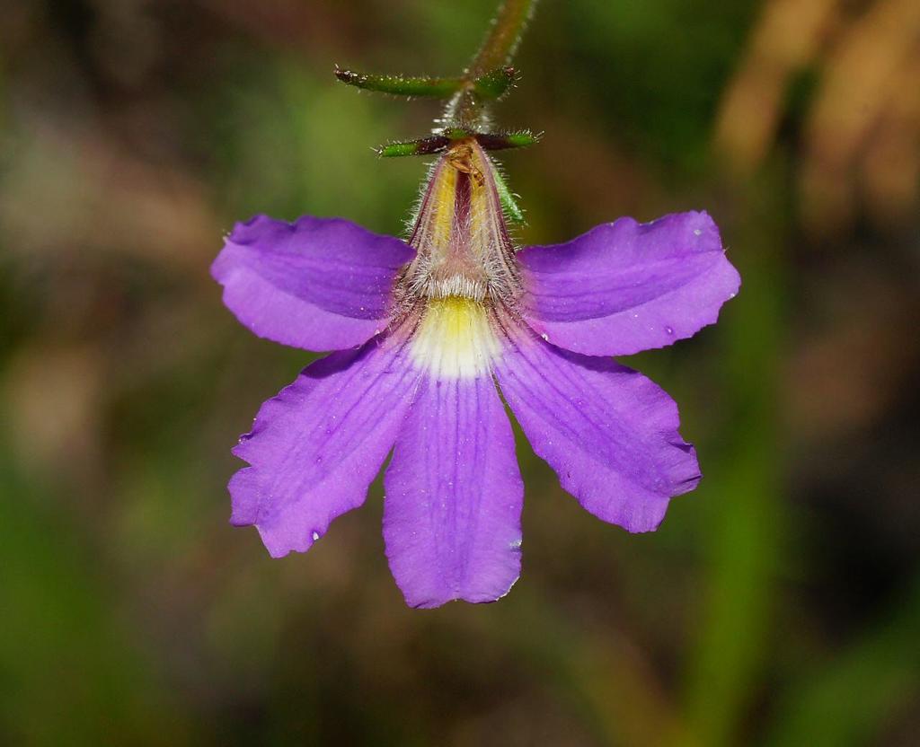 Hairy Fan-flower (Budawang Coast plant species Part 3 (S-Z)) · iNaturalist