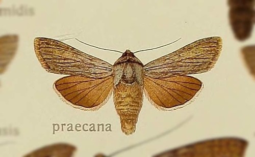 Cucullia praecana · NaturaLista Colombia