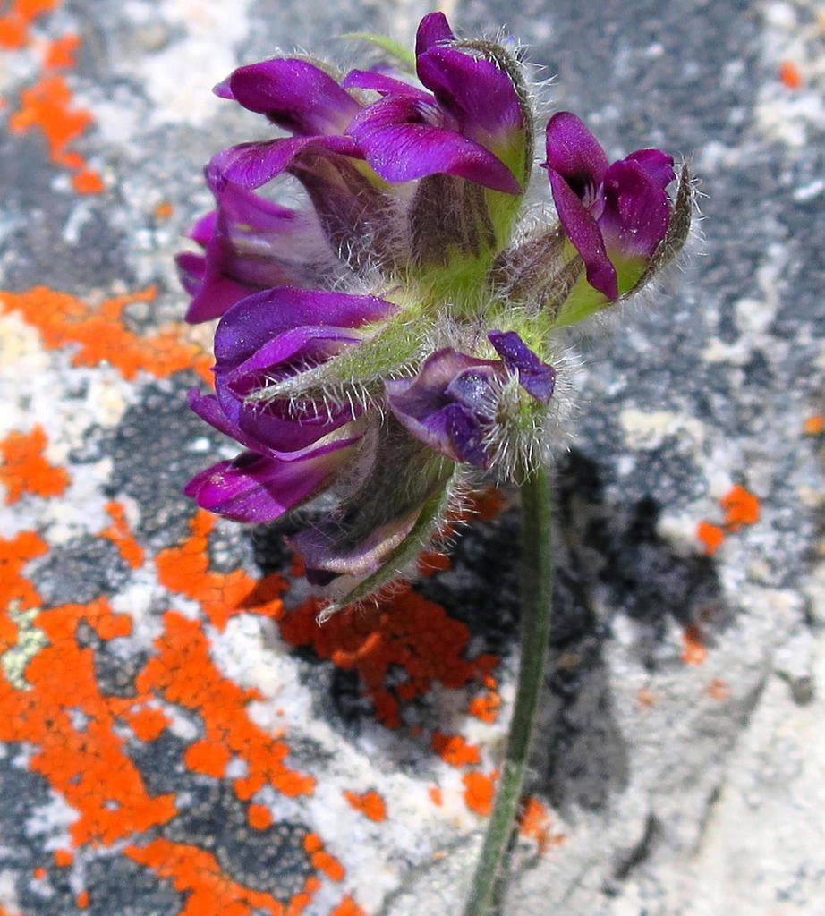 Swartberg Dottypea from Groot Swartberg: East of the Swartberg Pass on ...
