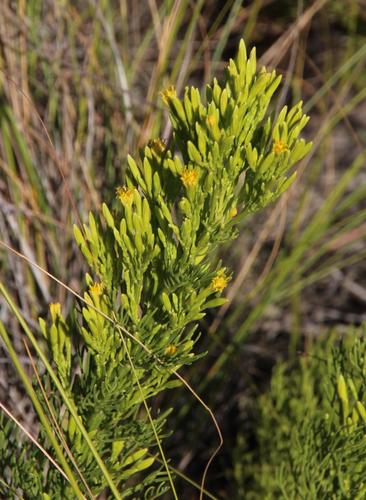 Senecio bipinnatus · iNaturalist