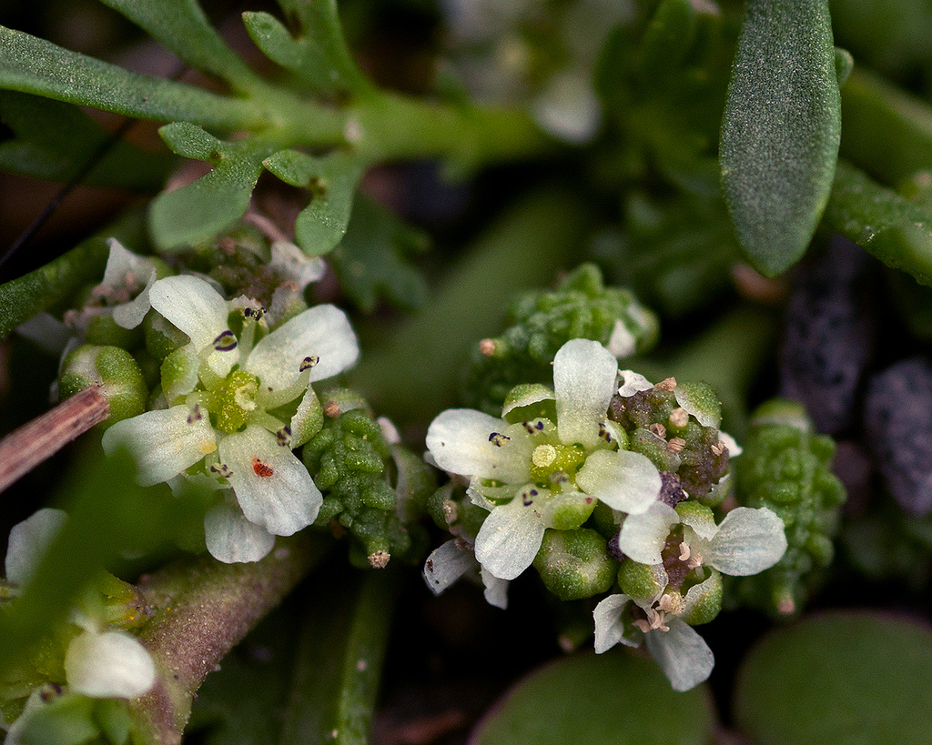 Coronopus squamatus (GENplants) · iNaturalist