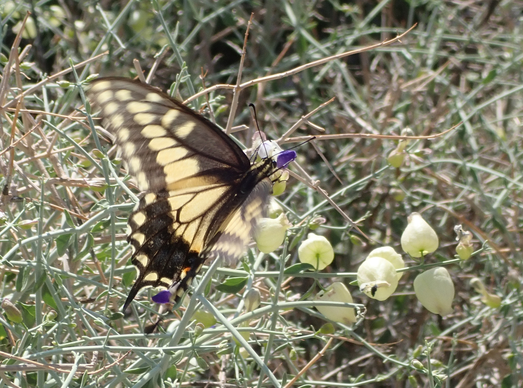 Desert Black Swallowtail from San Bernardino, California, United States ...