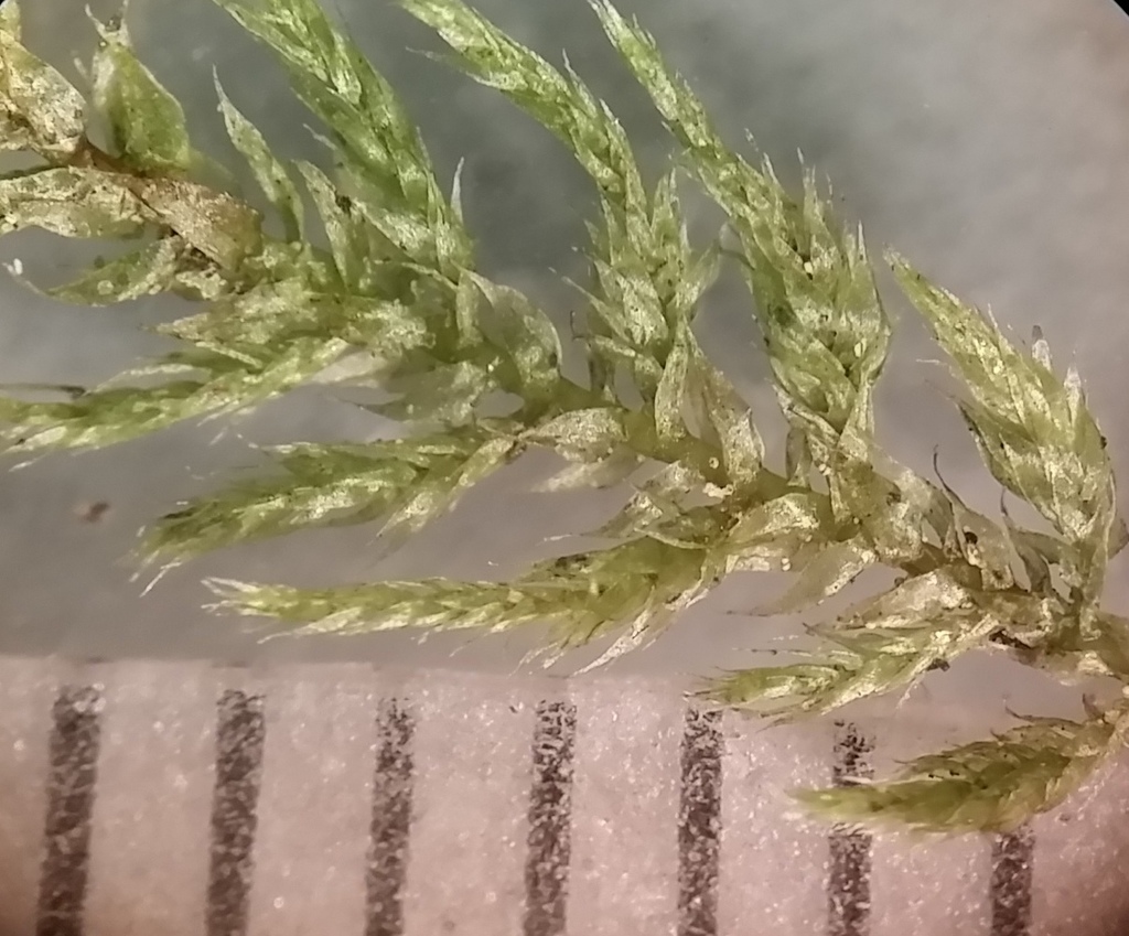 Cat's Tail Moss (Pseudisothecium stoloniferum) - Botanical Realm
