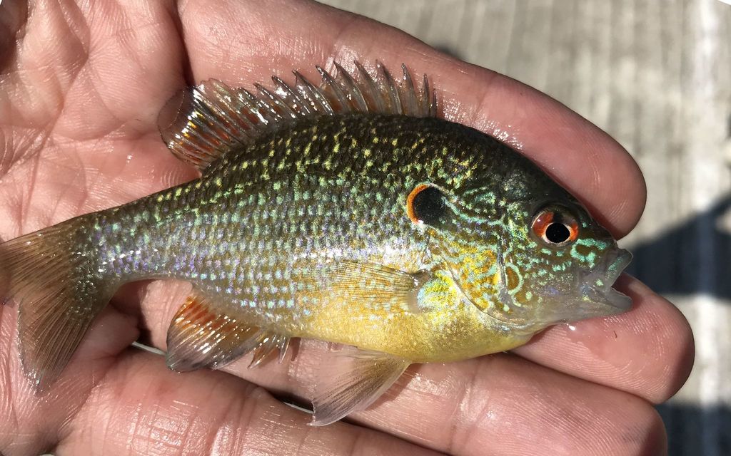 Northern Sunfish from Edgemont, Dayton, OH, USA on September 17, 2021 ...