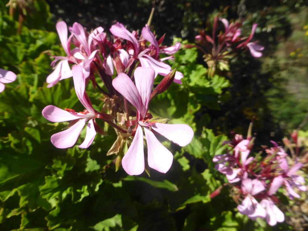 horseshoe geranium from R62, Western District on September 25, 2014 by ...