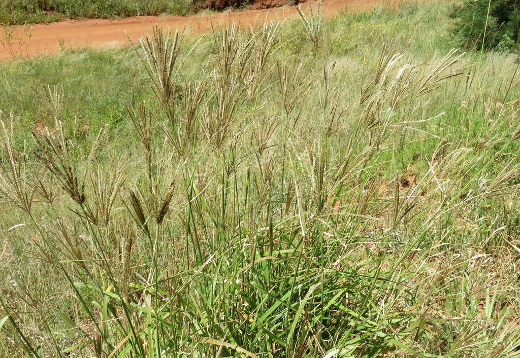 Rhodes Grass from Outside SAPS Lenasia Vehicle ID Unit on February 3 ...
