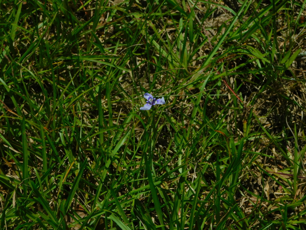 Prairie Nymph from Fort Bend County, TX, USA on May 5, 2021 at 02:46 PM ...
