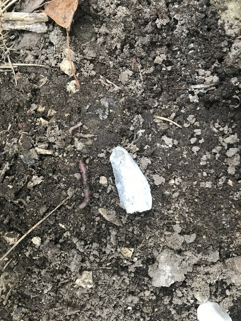 Common Earthworm from Acton St, Lawrence, MA, US on September 17, 2021 ...