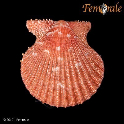Rough scallop (Marine Shells of Fort Pickens, Gulf Islands National ...