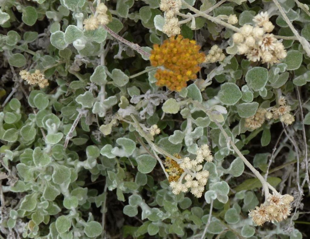 Licorice plant from Swartberg Pass on February 6, 2015 by Marge ...
