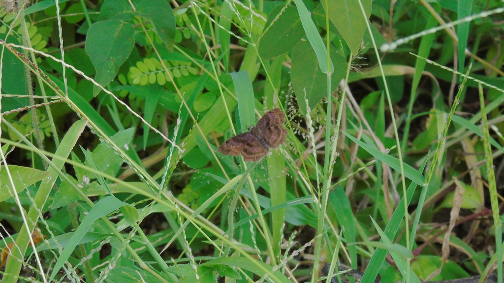 Rounded Metalmark from S, 70987 Crucecita, Oax., México on September 6 ...
