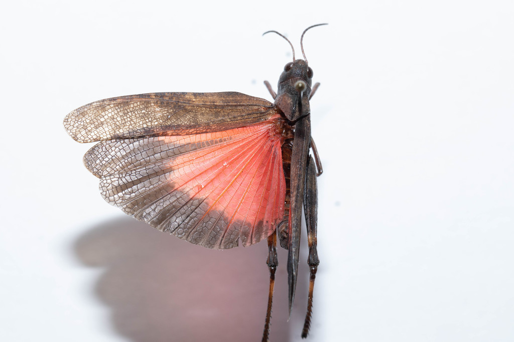 Red-winged Grasshopper (Grasshoppers of Dillberry Lake Provincial Park ...