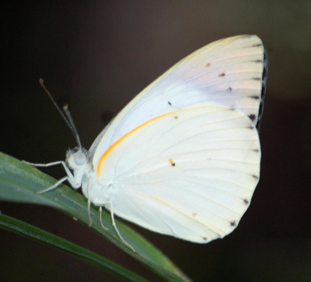 Queen Purple Tip (Butterflies of Botswana) · iNaturalist