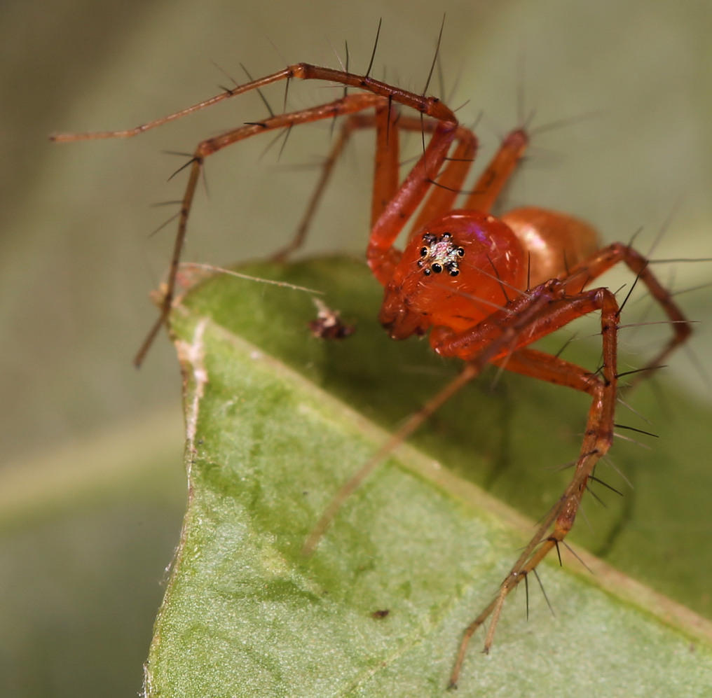 Oxyopes vogelsangeri from Blyde River near Hoedspruit: Semi decidious ...