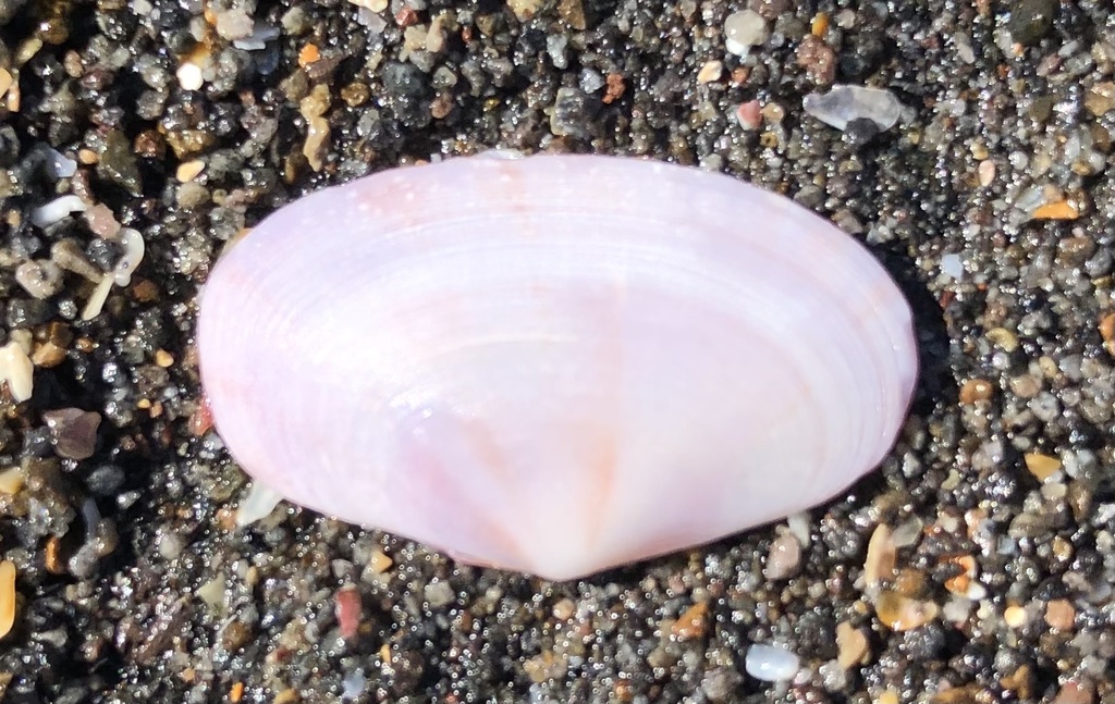 Purple Sunset Clam from Coastal Walkway, Fitzroy, Taranaki, NZ on ...
