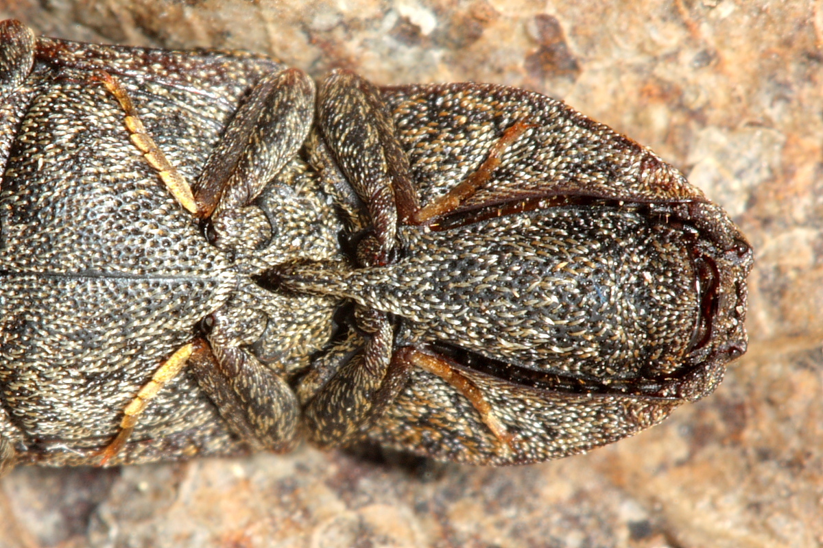 Lacon auroratus (Say, 1839)