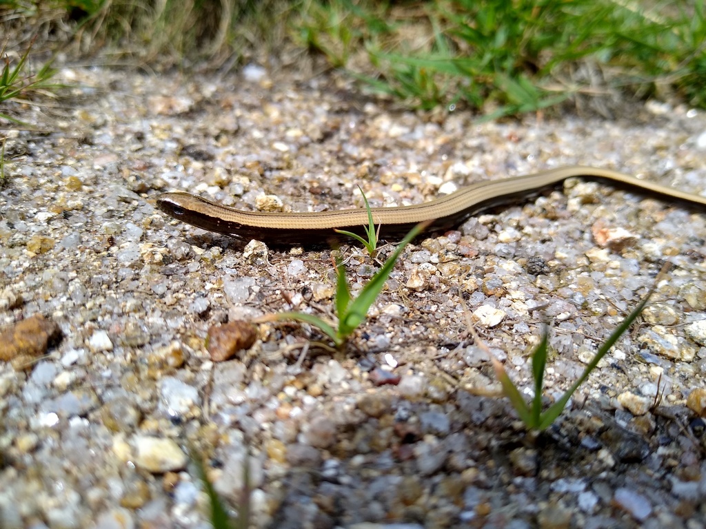 Common Slowworm from Viana do Castelo, Viana do Castelo, Portugal on ...