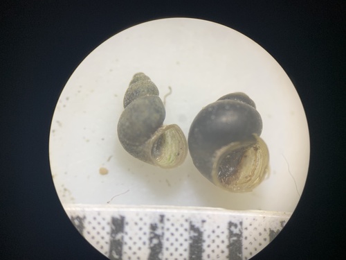 Ovate Cain Spring Pyrg (Pyrgulopsis pictilis) · iNaturalist