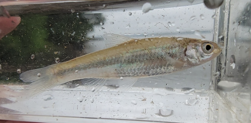 (Alburnops) - Marine Life Identification