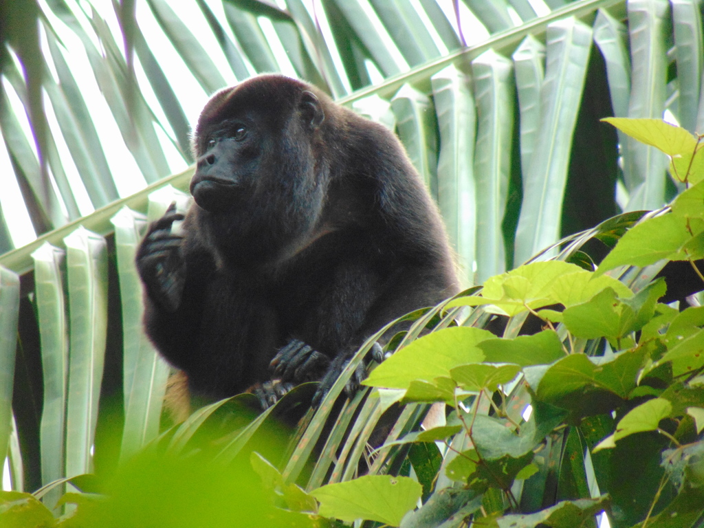 Mexican Howler Monkey (guia especies mex) · iNaturalist