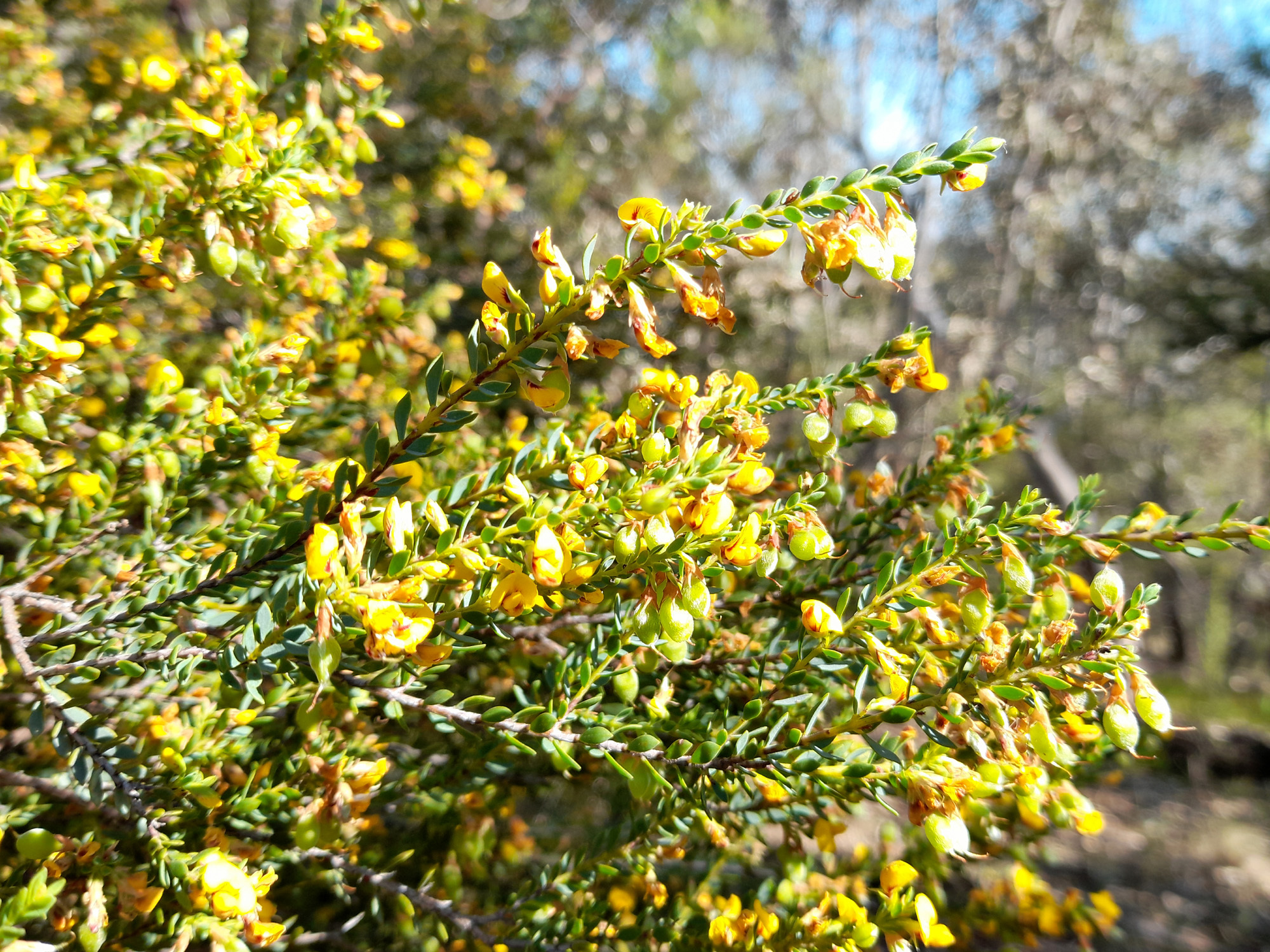Eutaxia diffusa F.Muell.