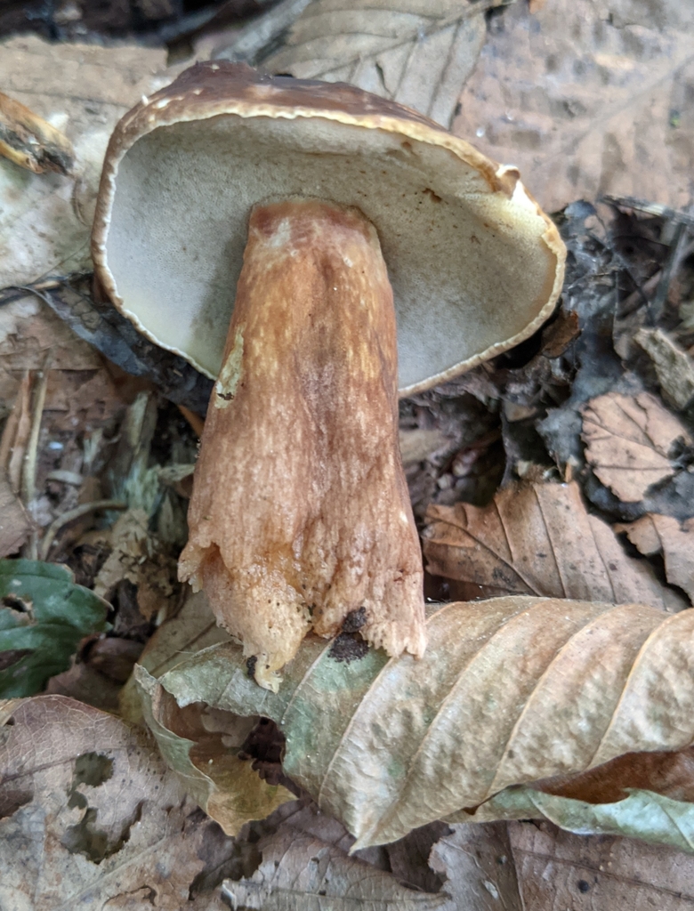spotted bolete from Solebury Township, PA, USA on September 14, 2021 at ...
