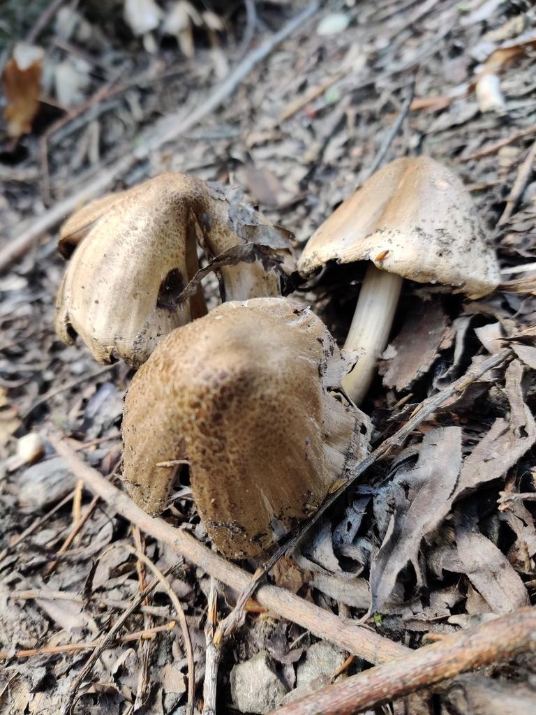 Common Ink Cap from Queenstown-Lakes, NZ-OT, NZ on September 18, 2021 ...